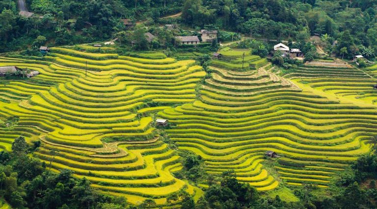 Top 10 mooiste rijstvelden in Vietnam + beste seizoen | rondreisinvietnam
