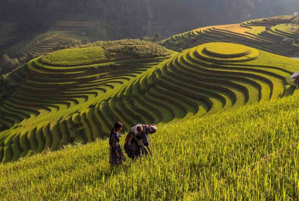 Top 10 mooiste rijstvelden in Vietnam + beste seizoen | rondreisinvietnam