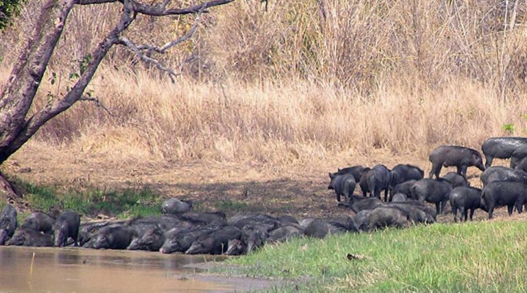 Olifanten spotten in Vietnam in het Yok Don Nationaal Park | LocalVietnam