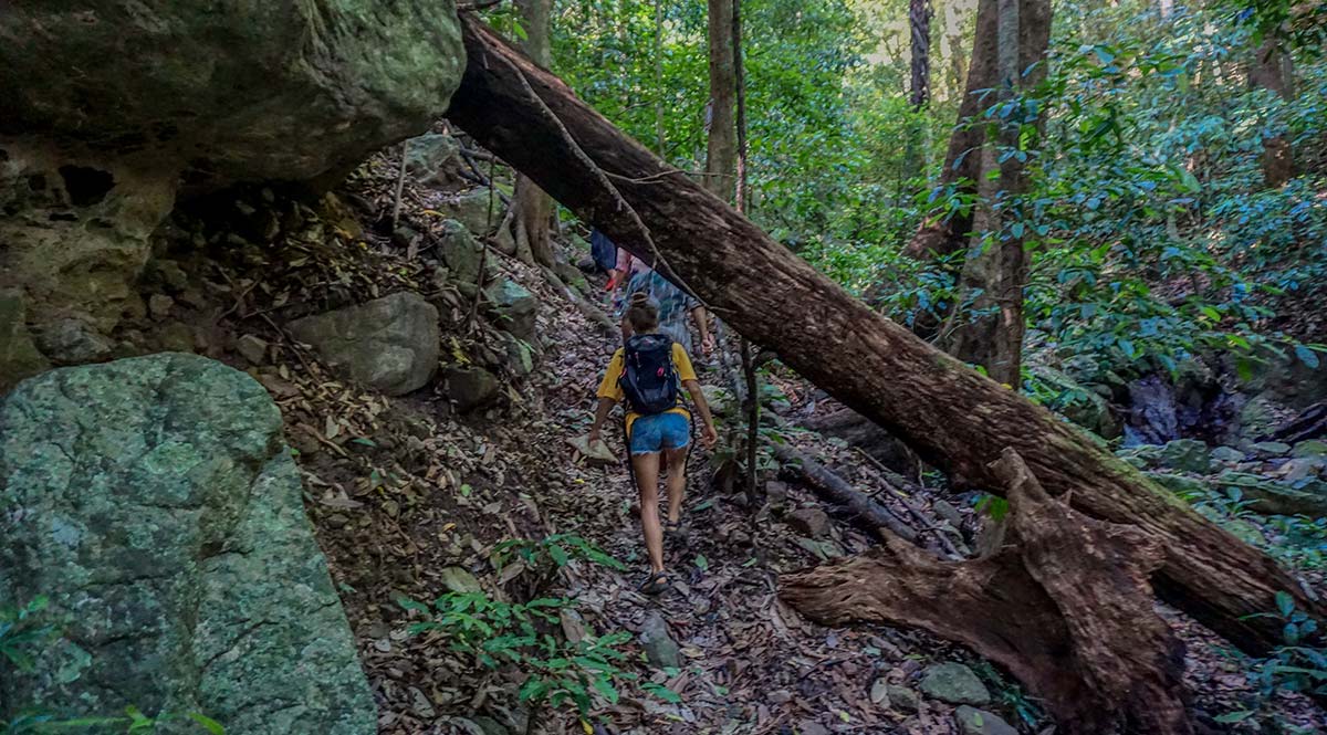 De Vietnam jungle - 10 gaafste junglegebieden in Vietnam